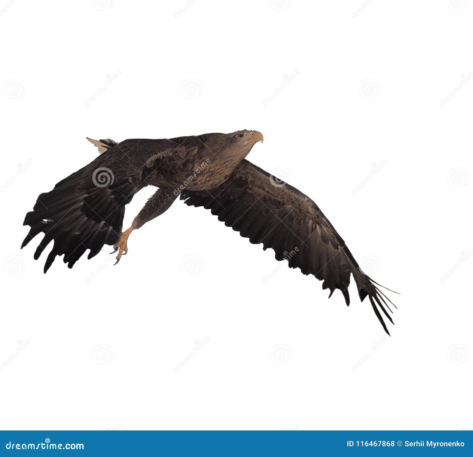 Eagle Black Flying Serious Full Size Isolated Stock Photo - Image of ...