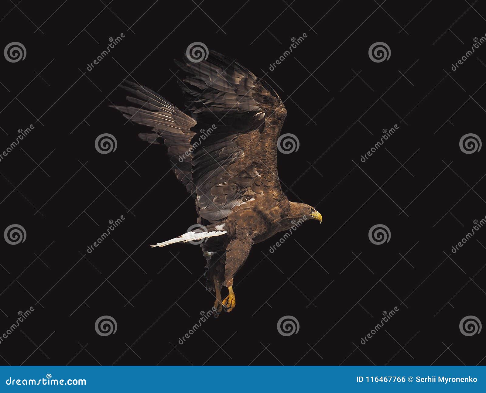 Eagle Black Flying Serious Full Size Isolated Stock Photo - Image of ...
