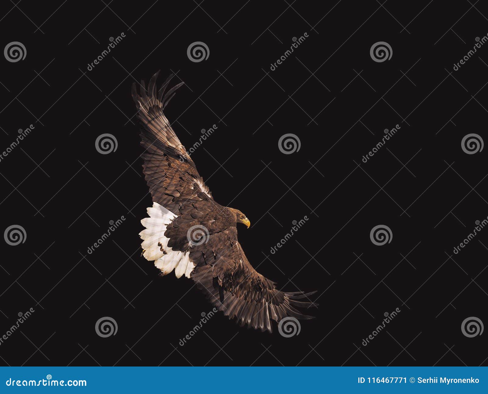 Eagle Black Flying Serious Full Size Isolated Stock Image - Image of ...