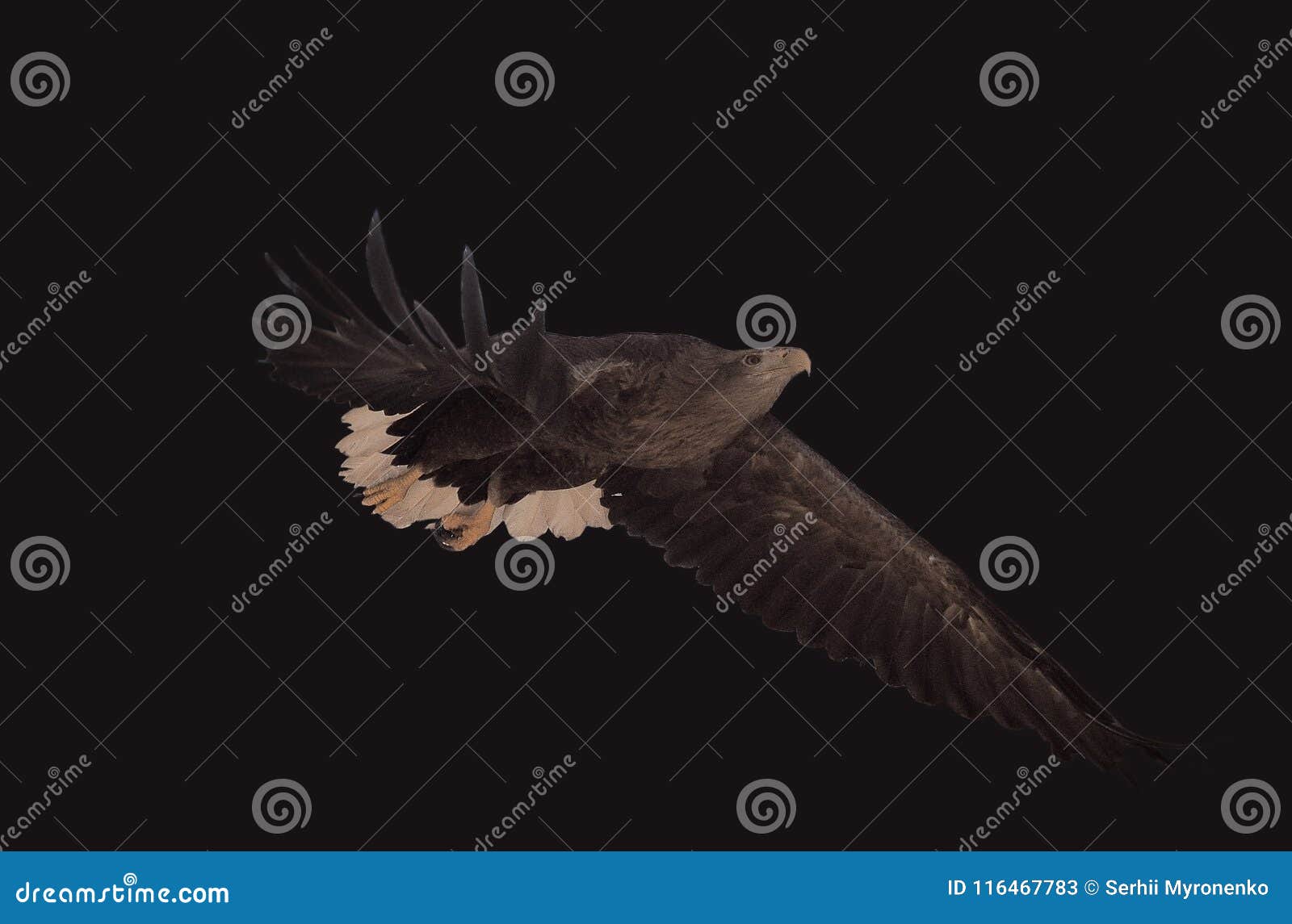 Eagle Black Flying Serious Full Size Isolated Stock Image - Image of ...