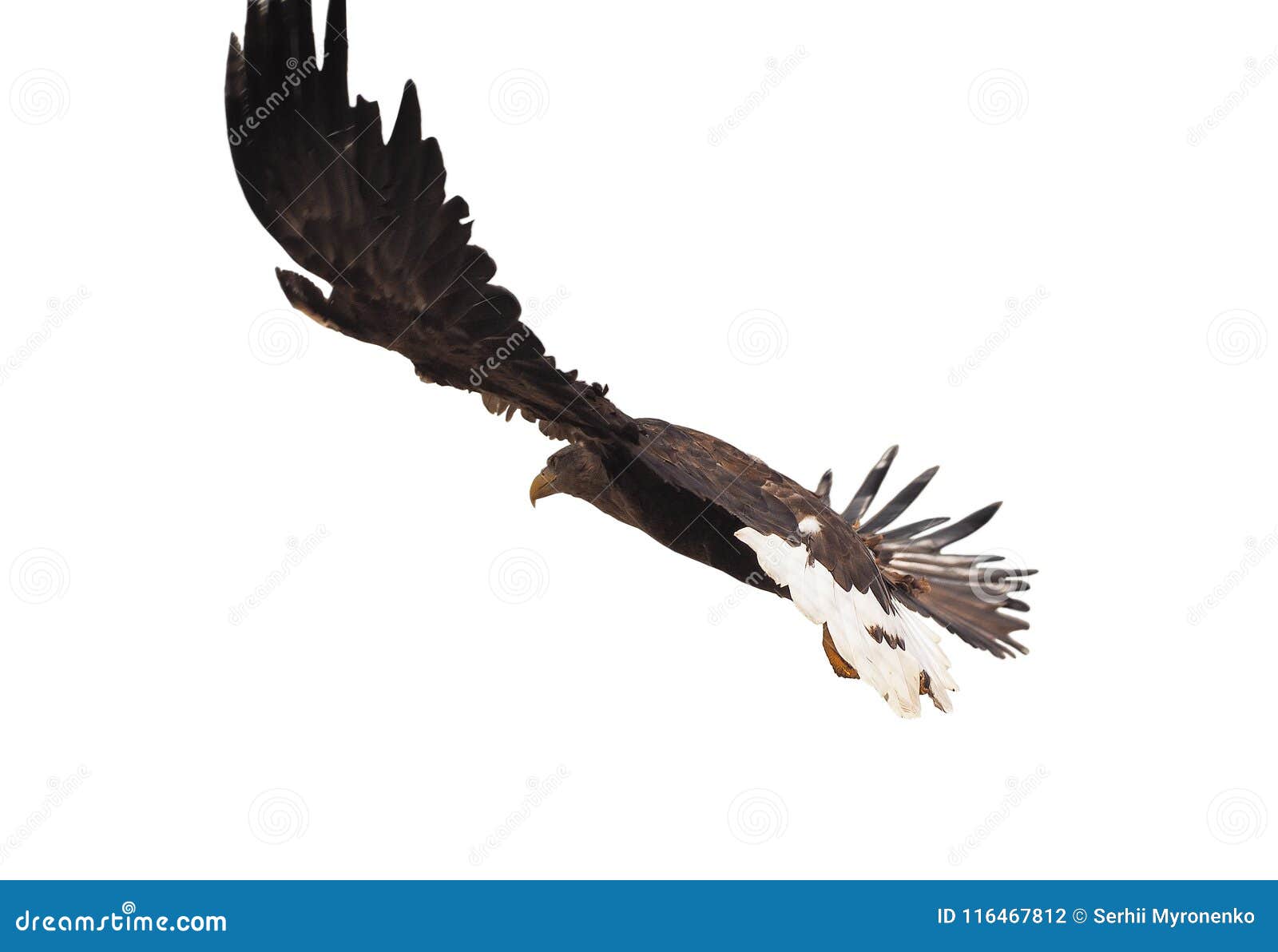 Eagle Black Flying Serious Full Size Isolated Stock Photo - Image of ...
