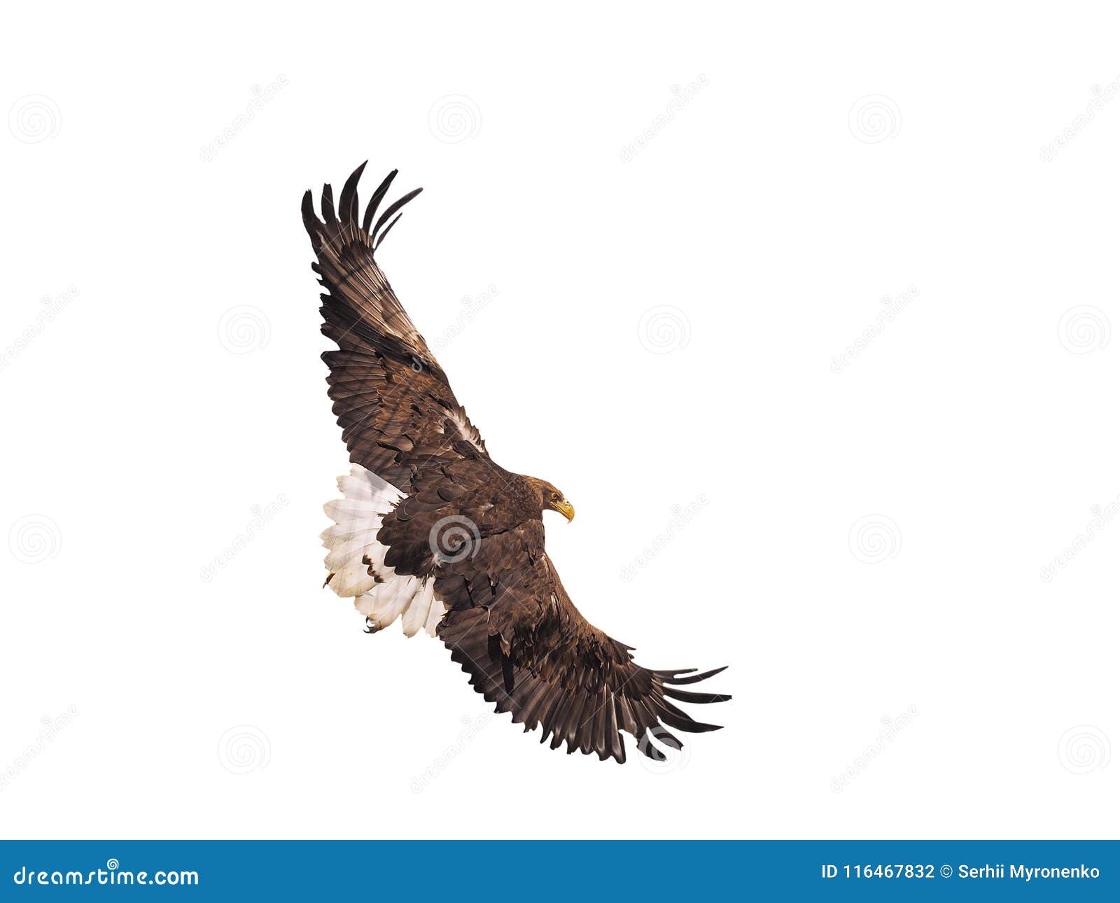 Eagle Black Flying Serious Full Size Isolated Stock Photo - Image of ...