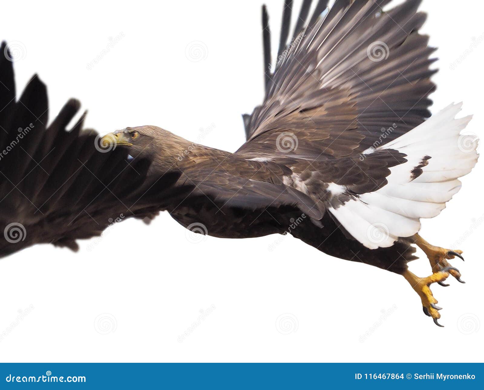 Eagle Black Flying Serious Full Size Isolated Stock Photo - Image of ...