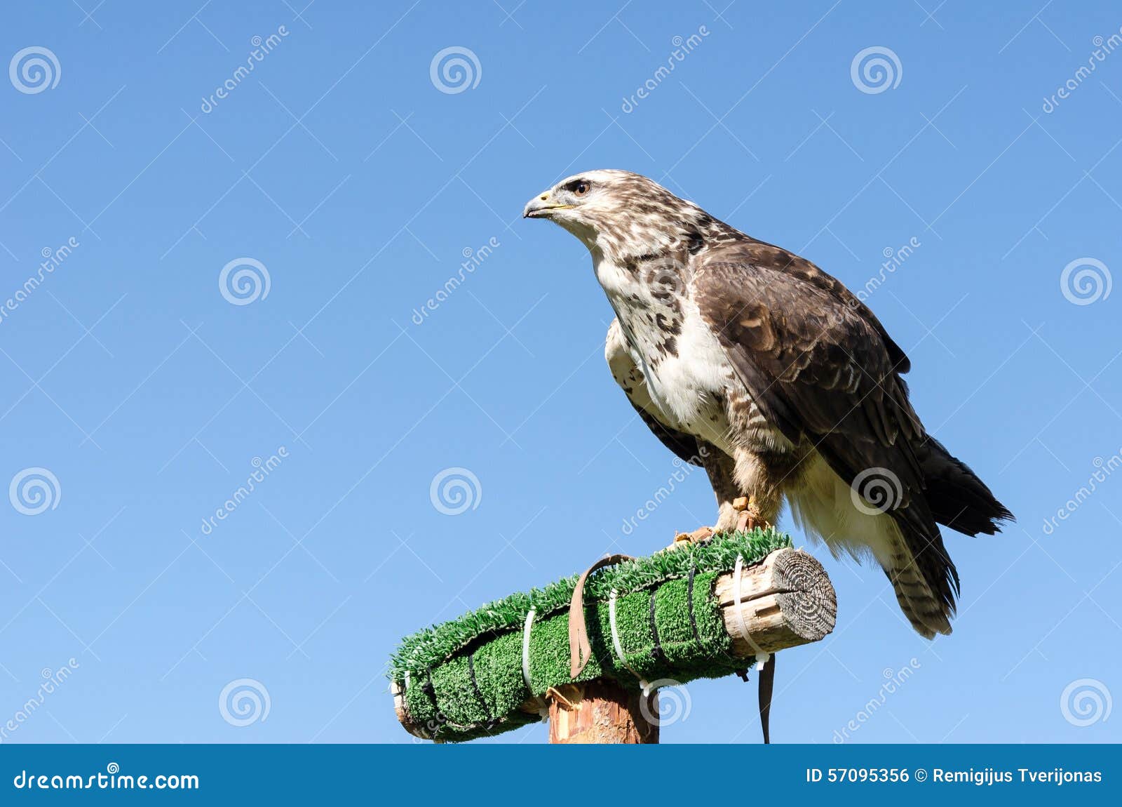 Eagle on the Blue Sky stock photo. Image of nature, isolated - 57095356
