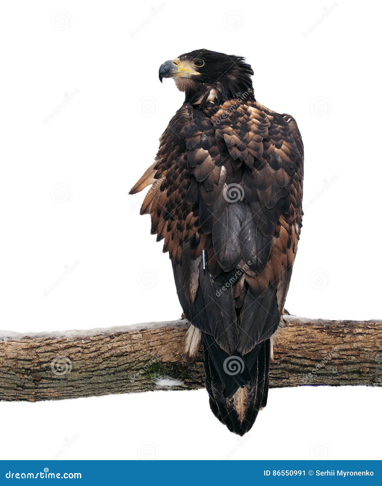 Eagle at Branch Looking Back Isolated at White Stock Image - Image of ...