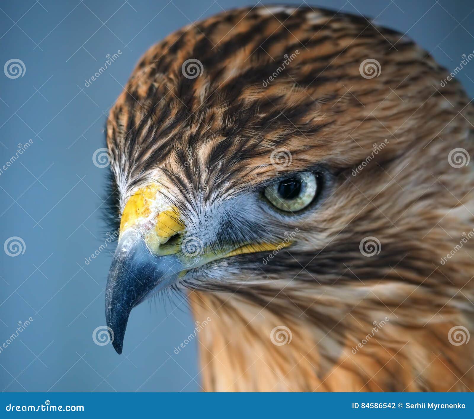 Eagle Brown Sitting Isolated On Black Profile Royalty-Free Stock Photo ...