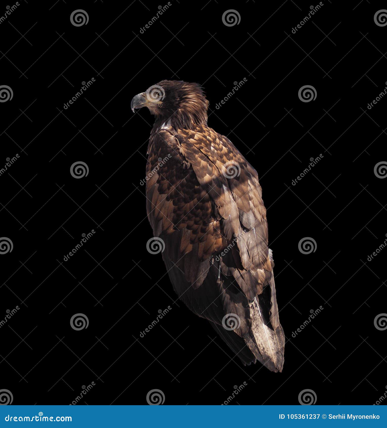 Eagle Brown Sitting Isolated at the Black Stock Image - Image of brown ...