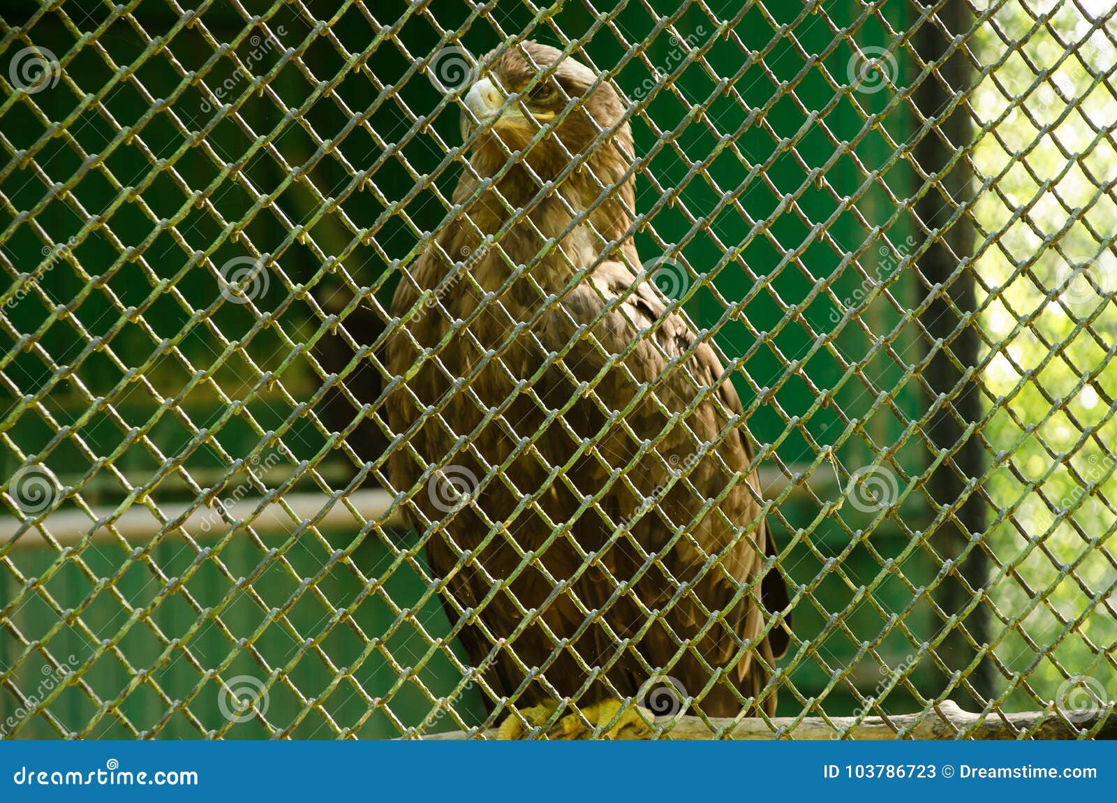 Bird of prey in a cage stock image. Image of falconry - 103786723