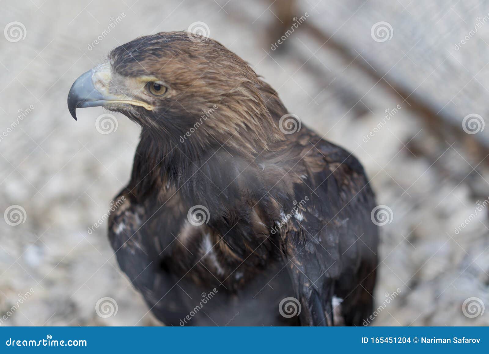 Eagle in a Cage, Close-up Photograph Stock Photo - Image of photograph ...