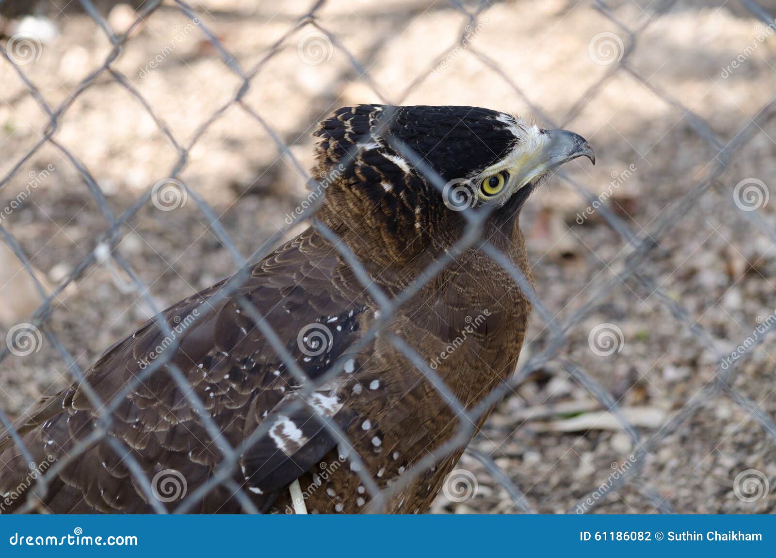 Eagle in cage stock photo. Image of nature, animal, look - 61186082