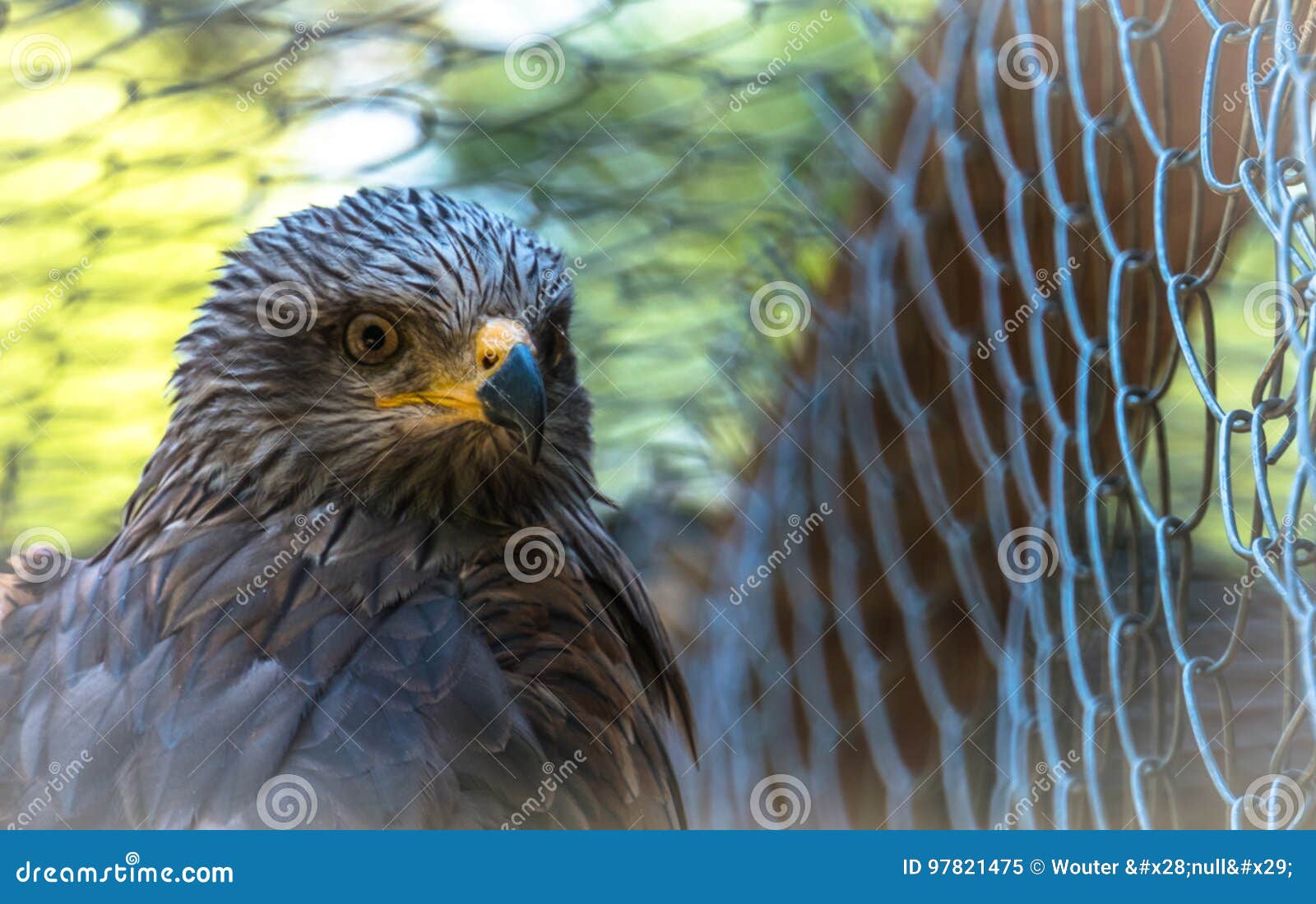 Eagle in cage stock image. Image of isolated, nature - 97821475