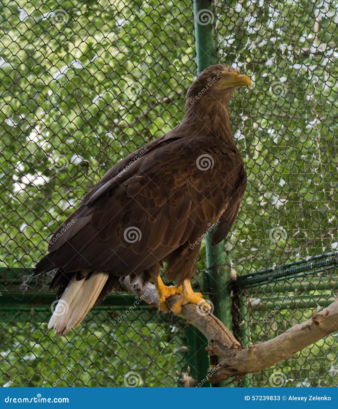 Eagle In A Cage. Sad Eagle. Sad Hawk. Sad Bird. Sadness. Eagle In Cage ...