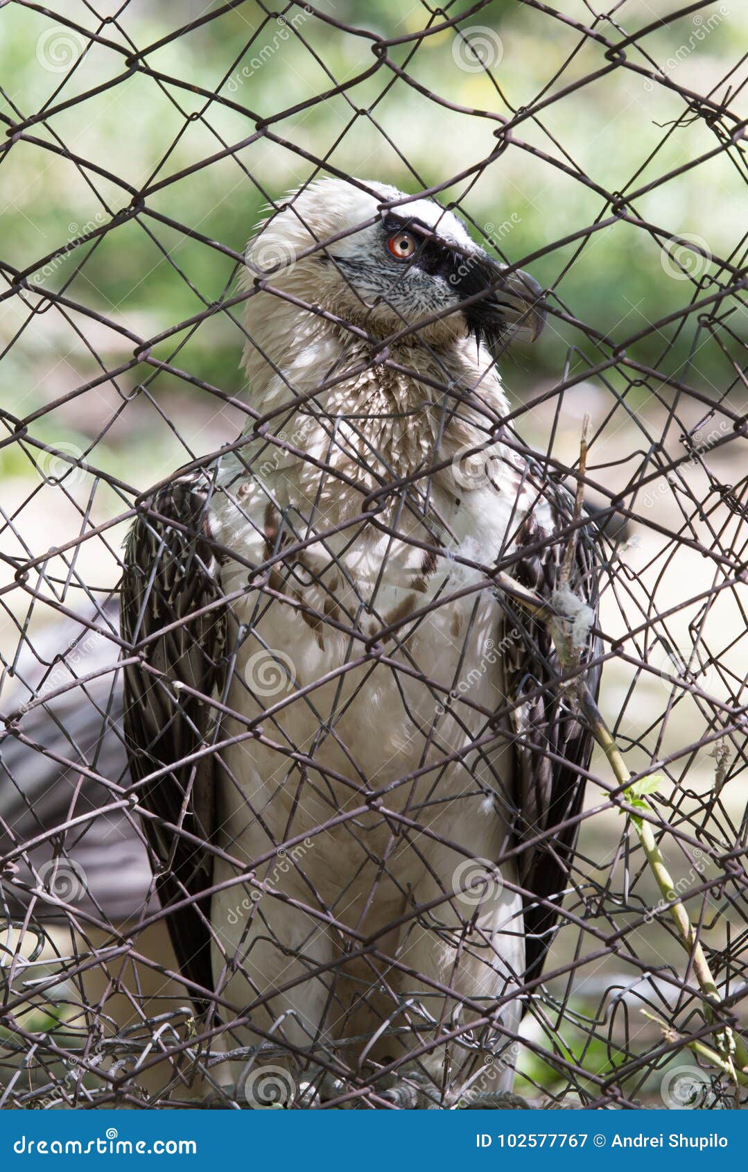 Eagle in a cage stock image. Image of gallicus, birds - 102577767