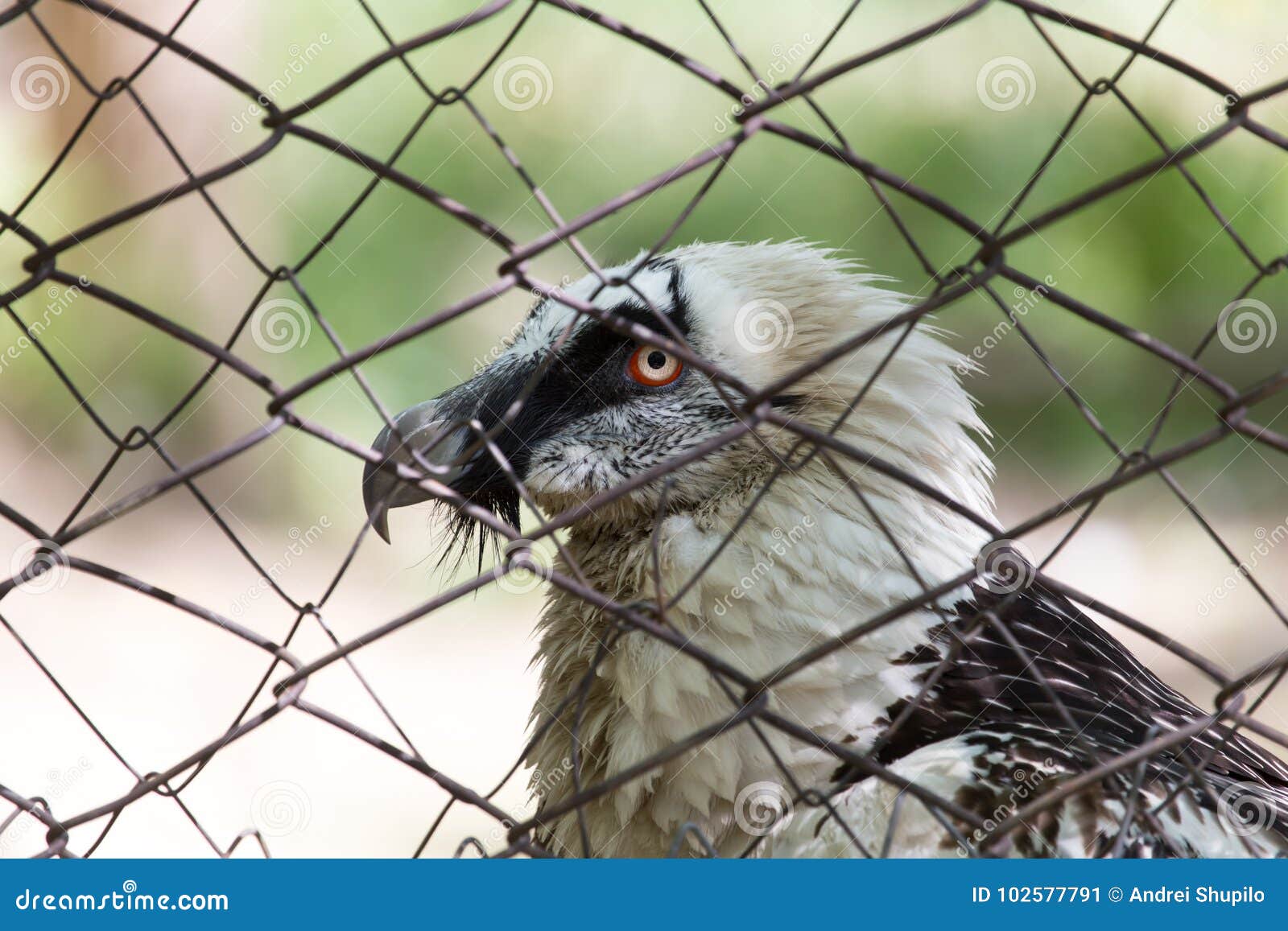 Eagle in a cage stock image. Image of wildlife, predator - 102577791