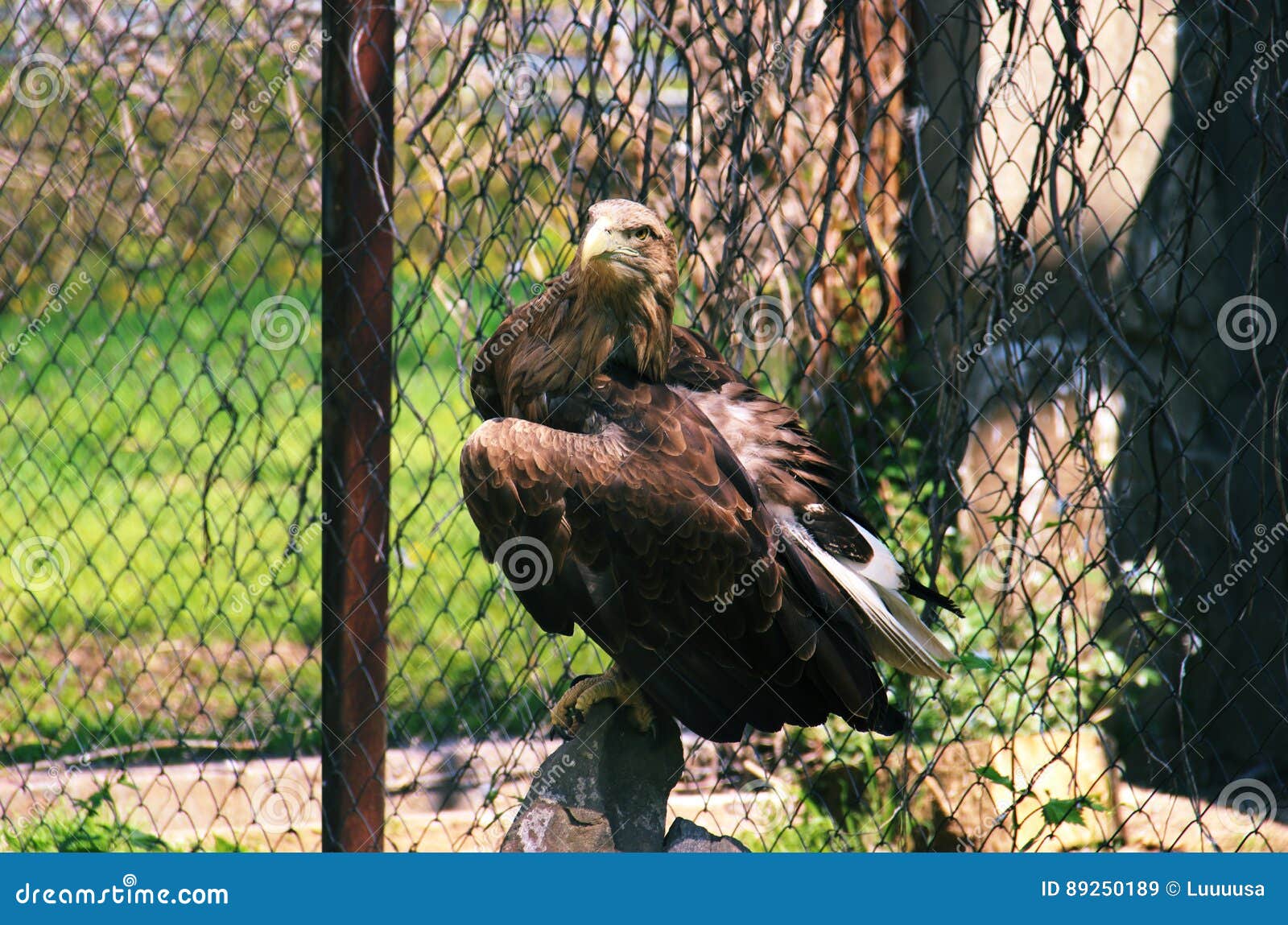 Eagle In A Cage. Sad Eagle. Sad Hawk. Sad Bird. Sadness. Eagle In Cage ...