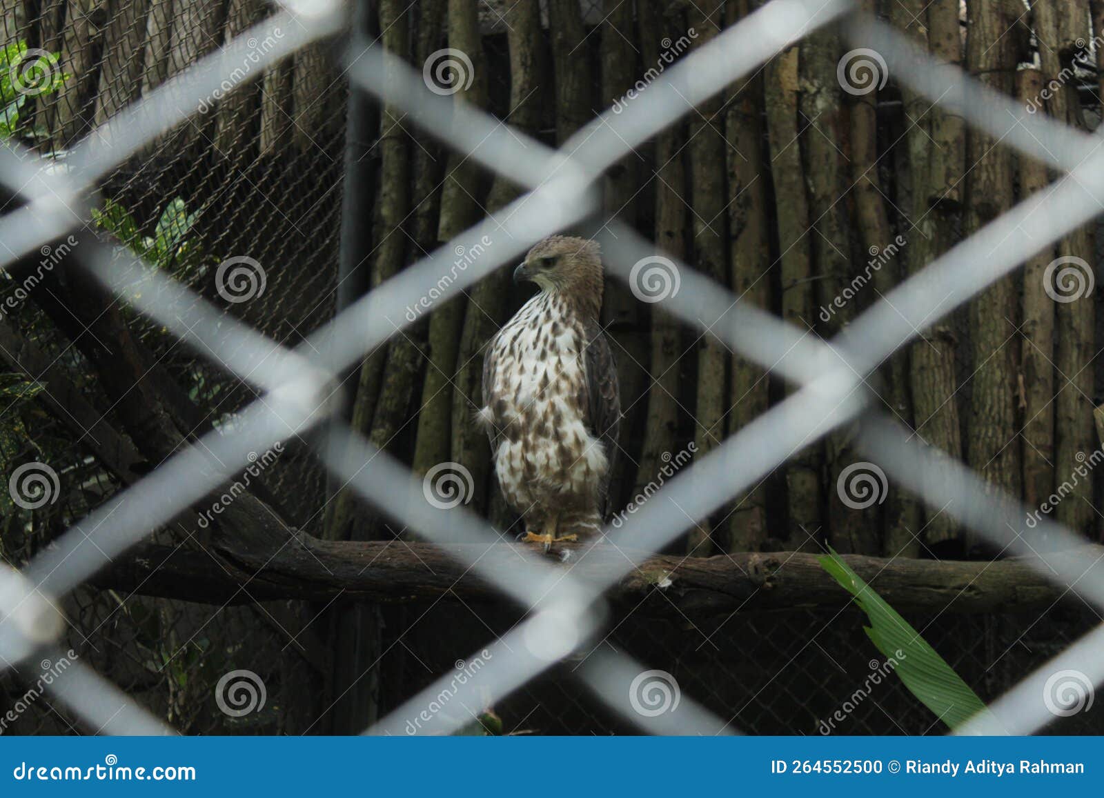 Eagle at the Cage in the Zoo Stock Photo - Image of focus, cage: 264552500