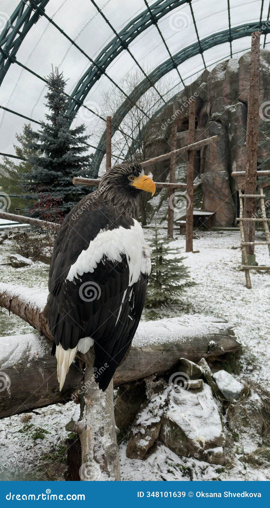 Eagle In A Cage. Sad Eagle. Sad Hawk. Sad Bird. Sadness. Eagle In Cage ...