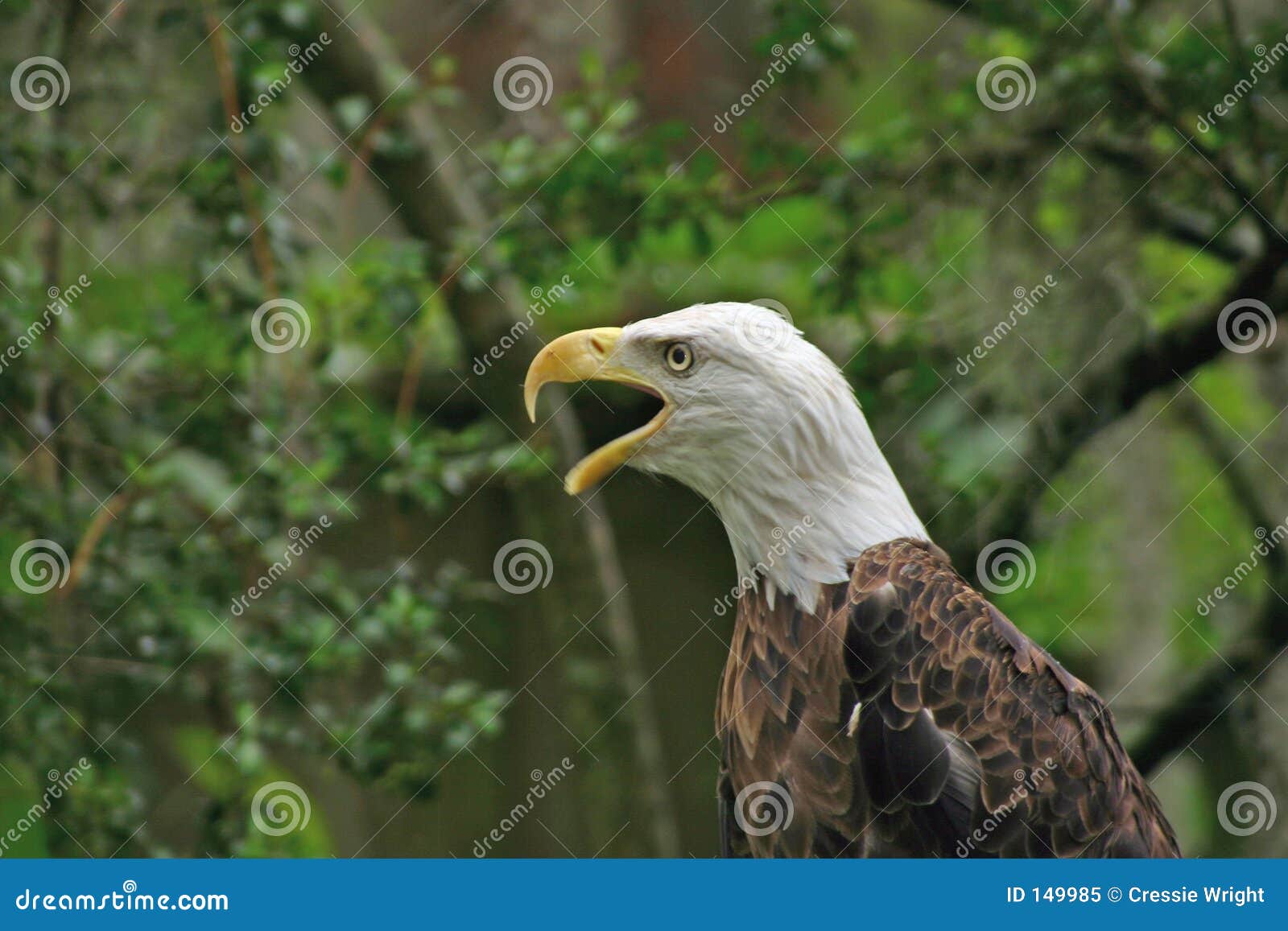 Eagle Call stock image. Image of calling, flying, profle - 149985