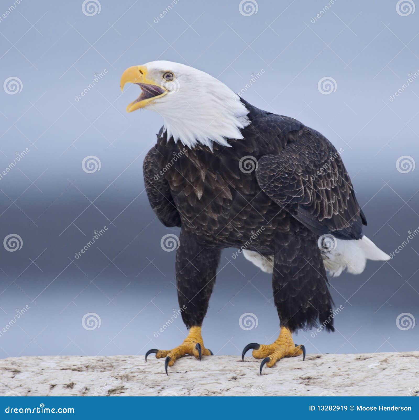 Eagle Calling stock image. Image of wildlife, eagle, undomesticated ...