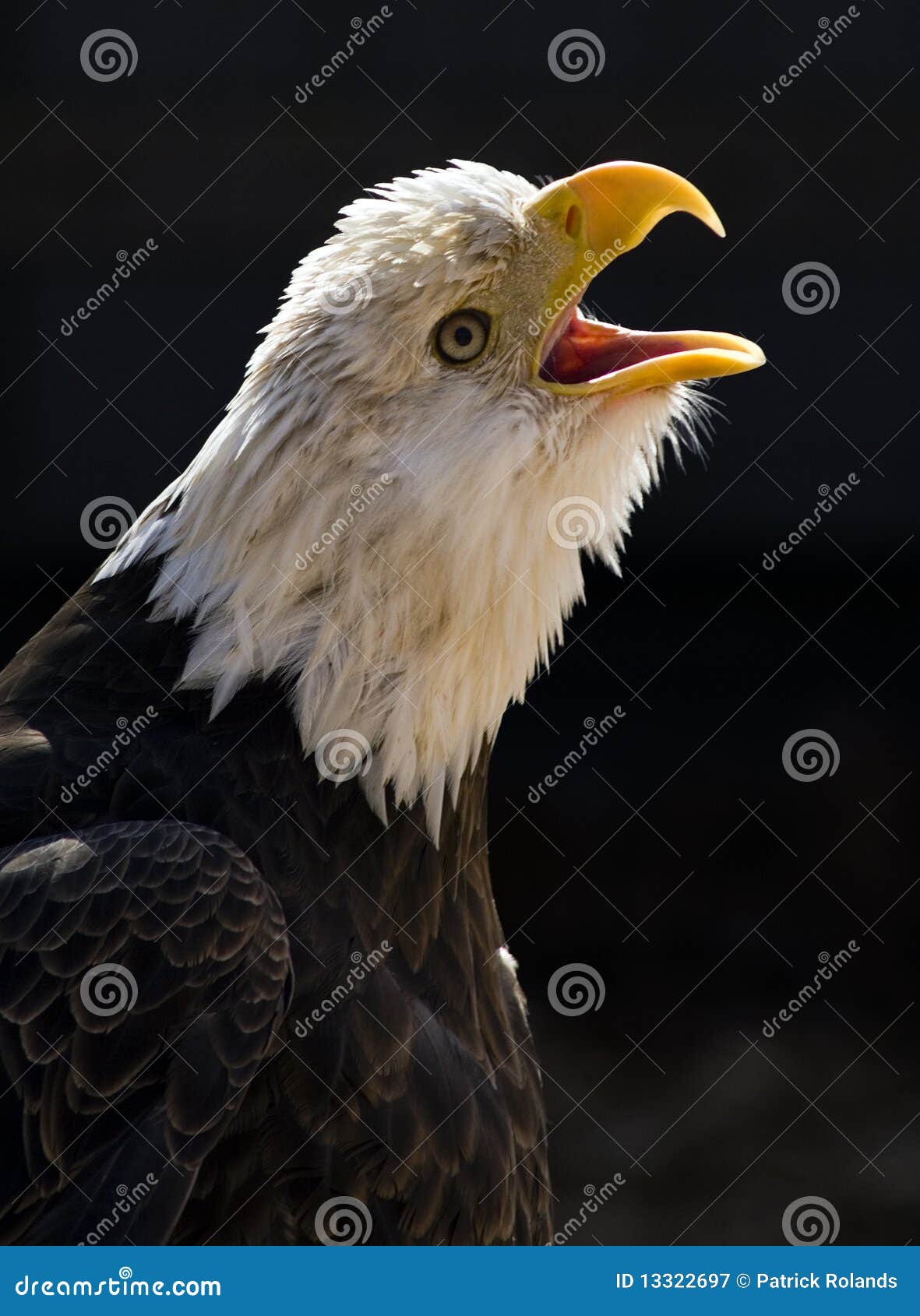 Eagle calling stock image. Image of bald, feather, powerful - 13322697