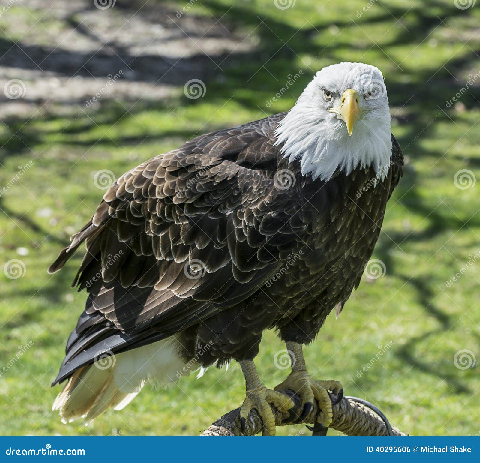 Eagle calvo americano foto de archivo. Imagen de animal - 40295606