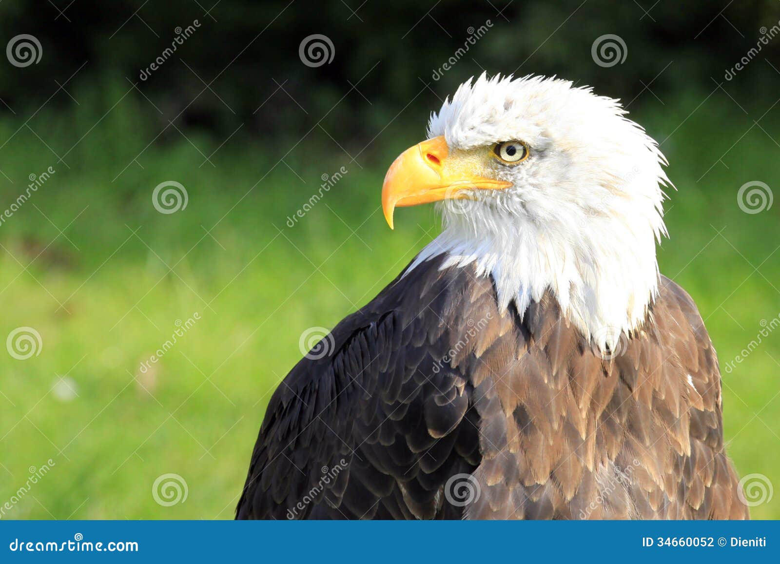 Eagle Calvo (leucocephalus Del Haliaeetus) Foto de archivo - Imagen de ...