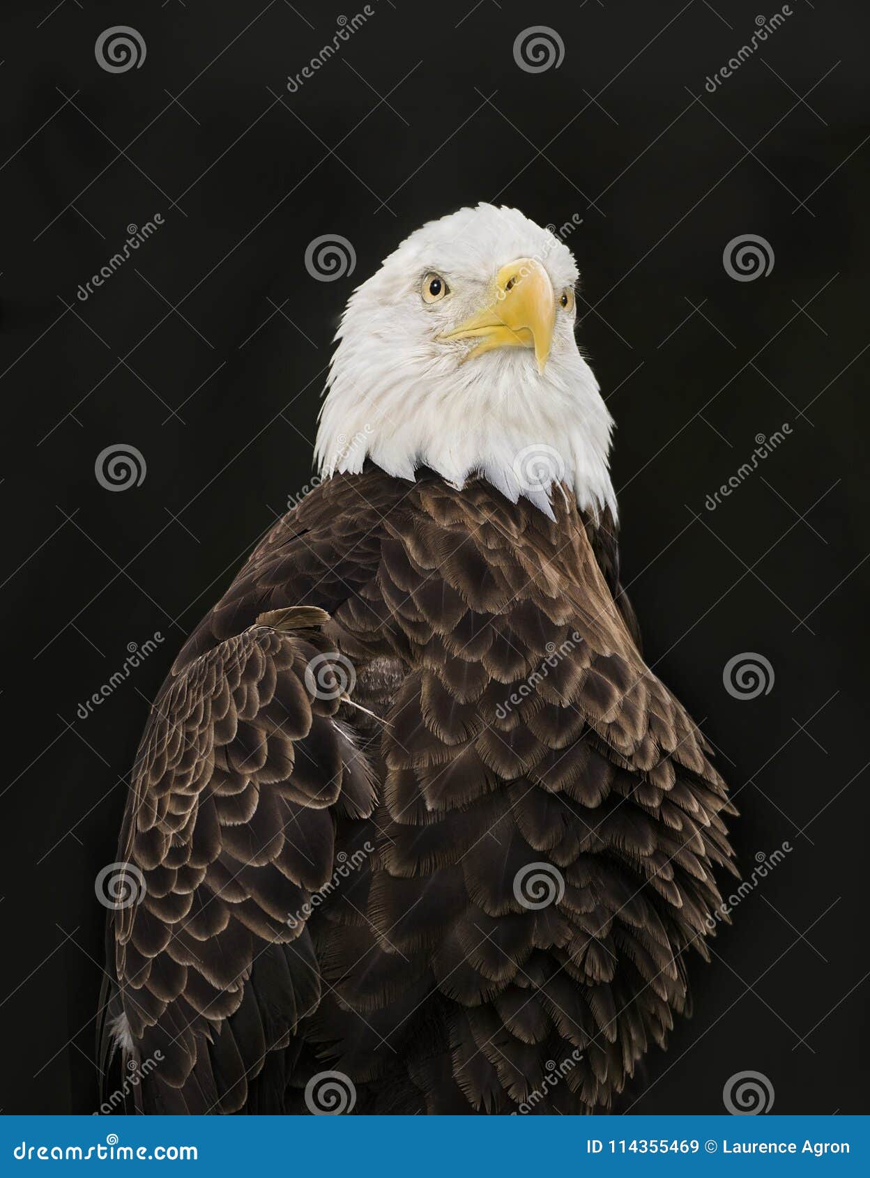 Eagle calvo nel profilo immagine stock. Immagine di simbolico - 114355469