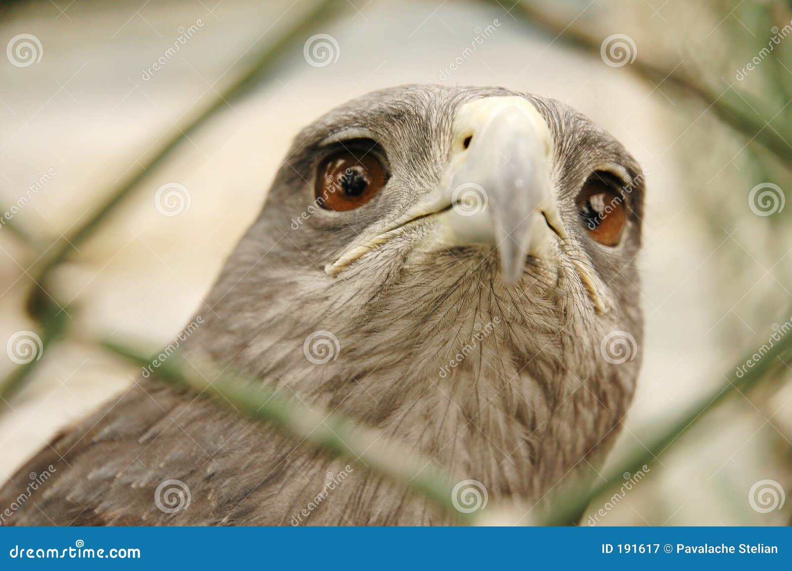 Scared Eagle Stock Photos - Free & Royalty-Free Stock Photos from ...