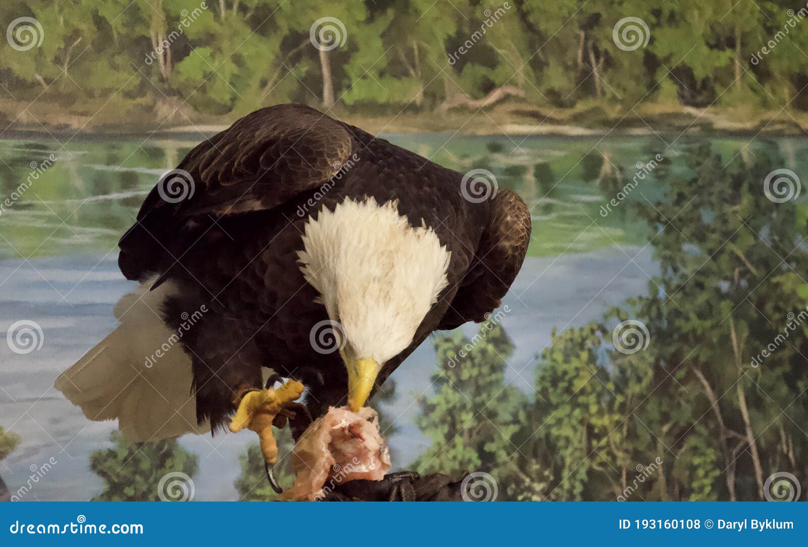 An Eagle in Captivity Eats Meat Stock Photo - Image of history ...