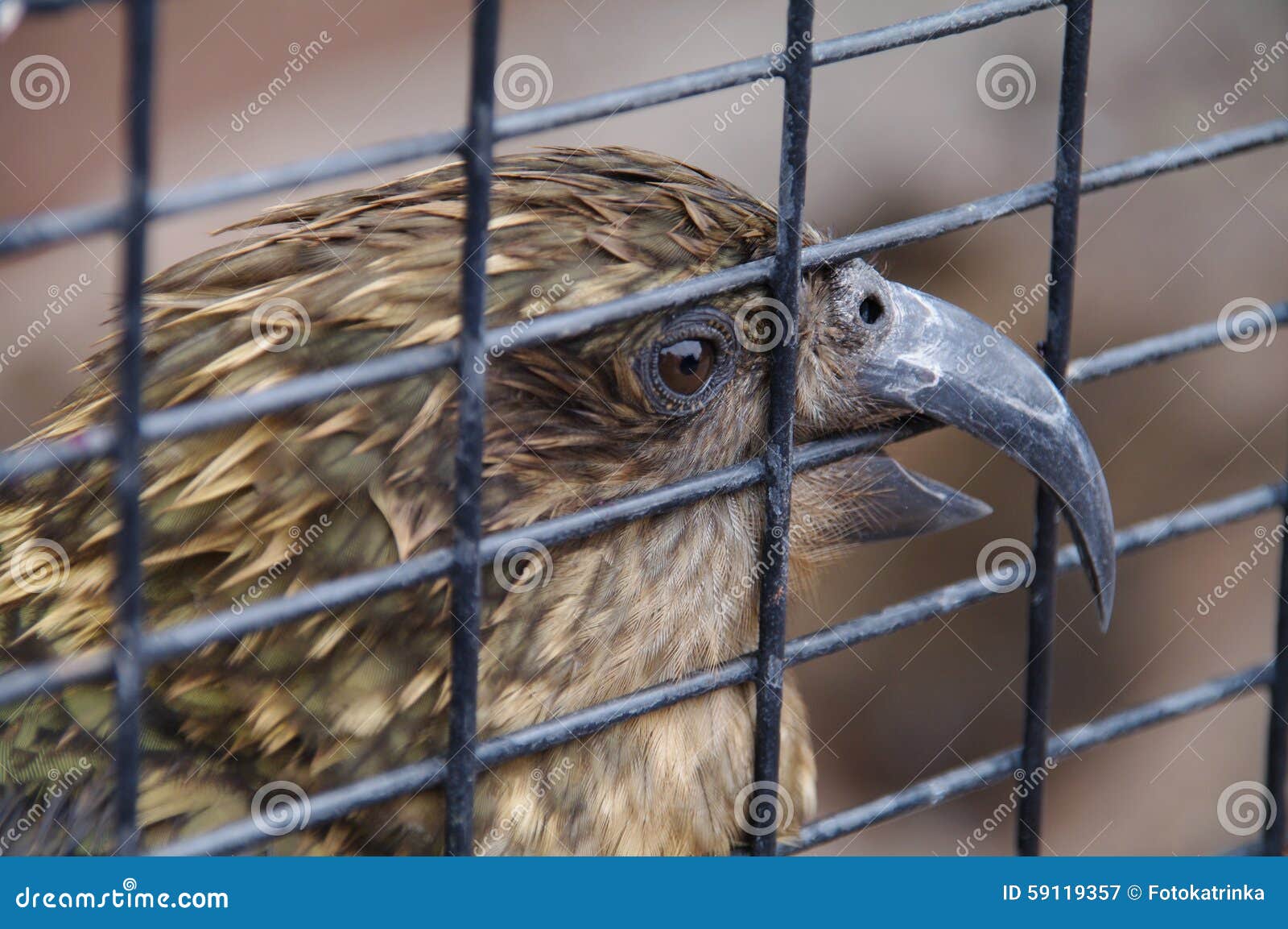 Parrot-Eagle Kea in Captivity Stock Image - Image of fauna, bondage ...