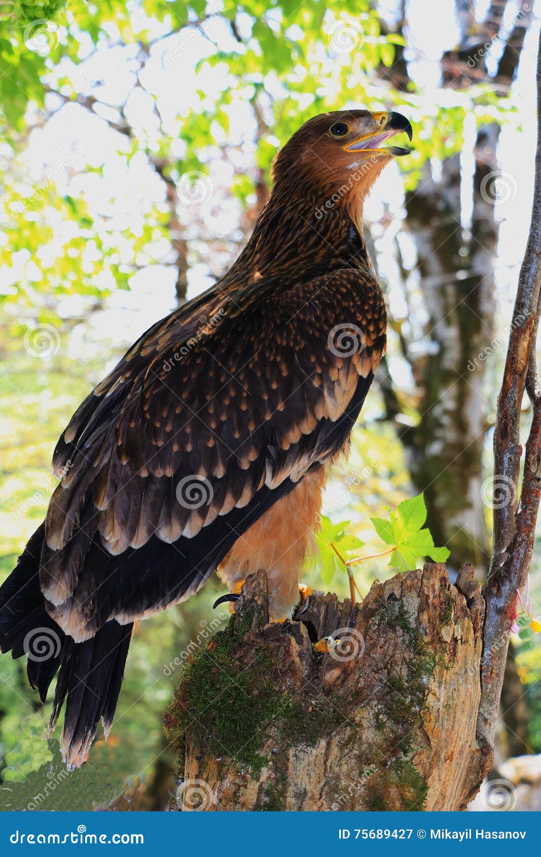 The Eagle Case in the Forest of Oguz Distrikt Stock Image - Image of ...