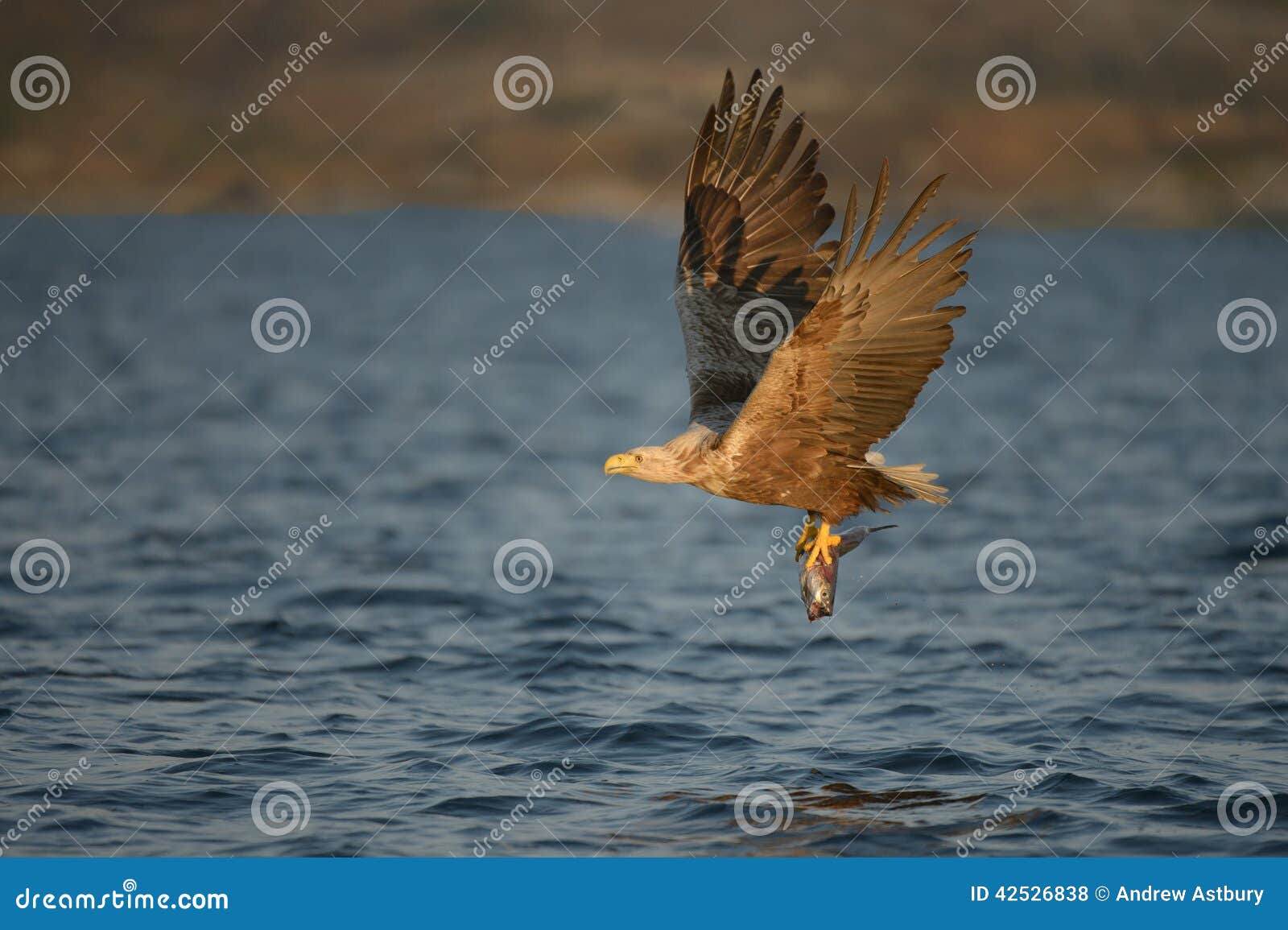 Eagle Catching Prey stock photo. Image of prey, nature - 42526838