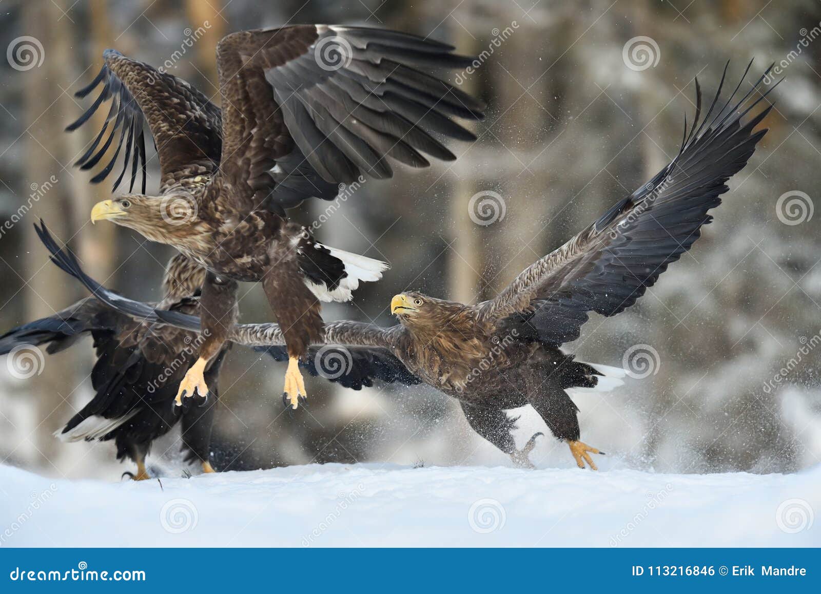 Eagle chase. Eagles action stock photo. Image of open - 113216846