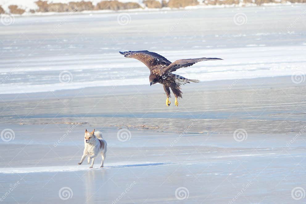 Eagle and dog stock image. Image of bird, white, winter - 170909077