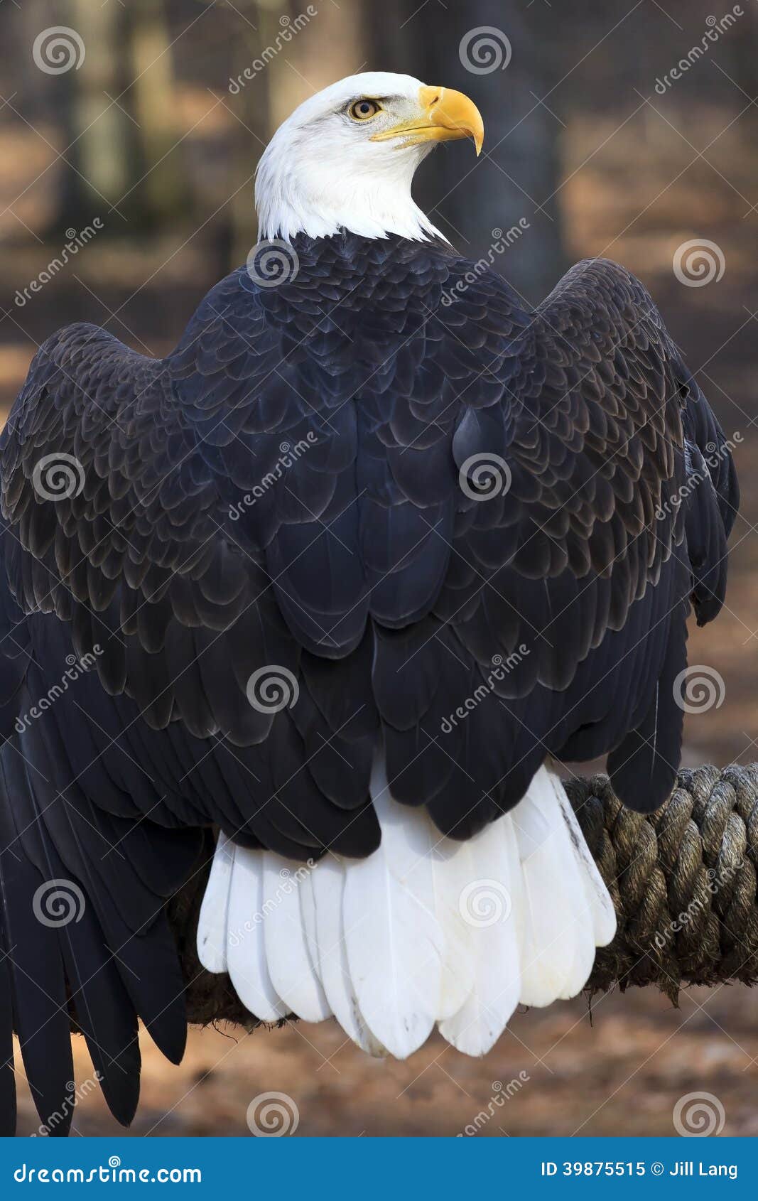 Eagle chauve image stock. Image du rapaces, caroline - 39875515