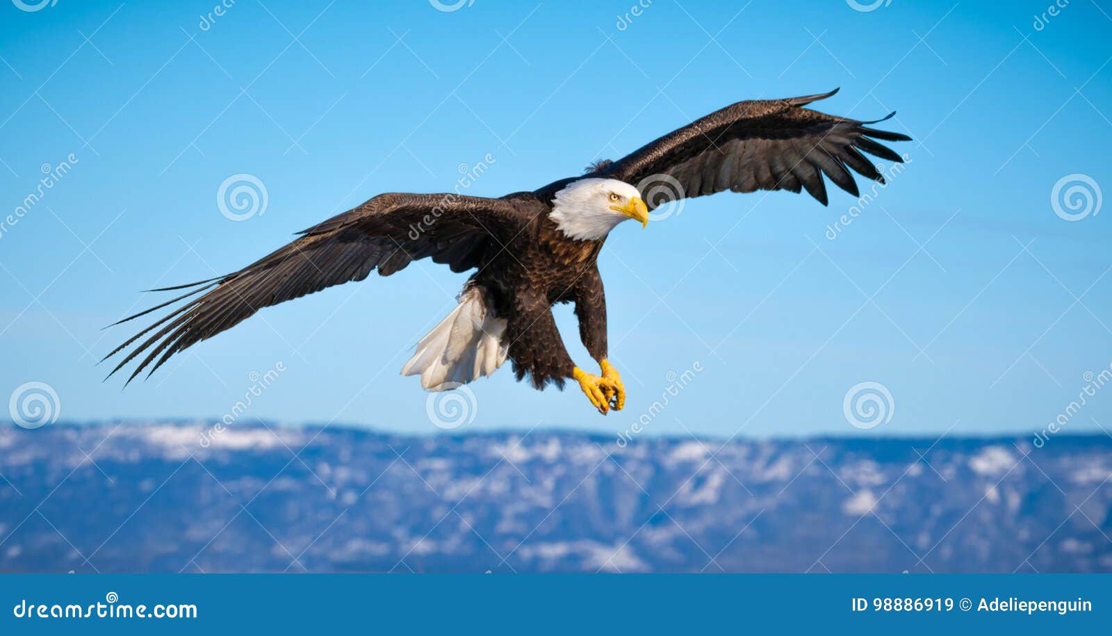Eagle Chauve Volant, Homer, Alaska Image stock - Image du oiseau ...