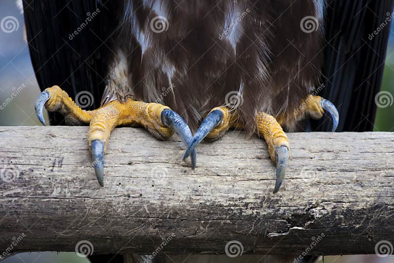 Eagle claws stock image. Image of feathers, prey, grip - 8444183