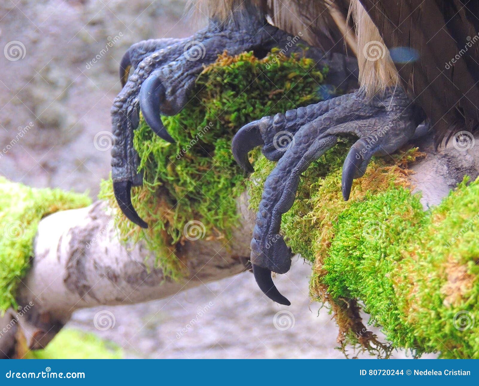 Eagle claws stock photo. Image of eagle, predator, bearder - 80720244