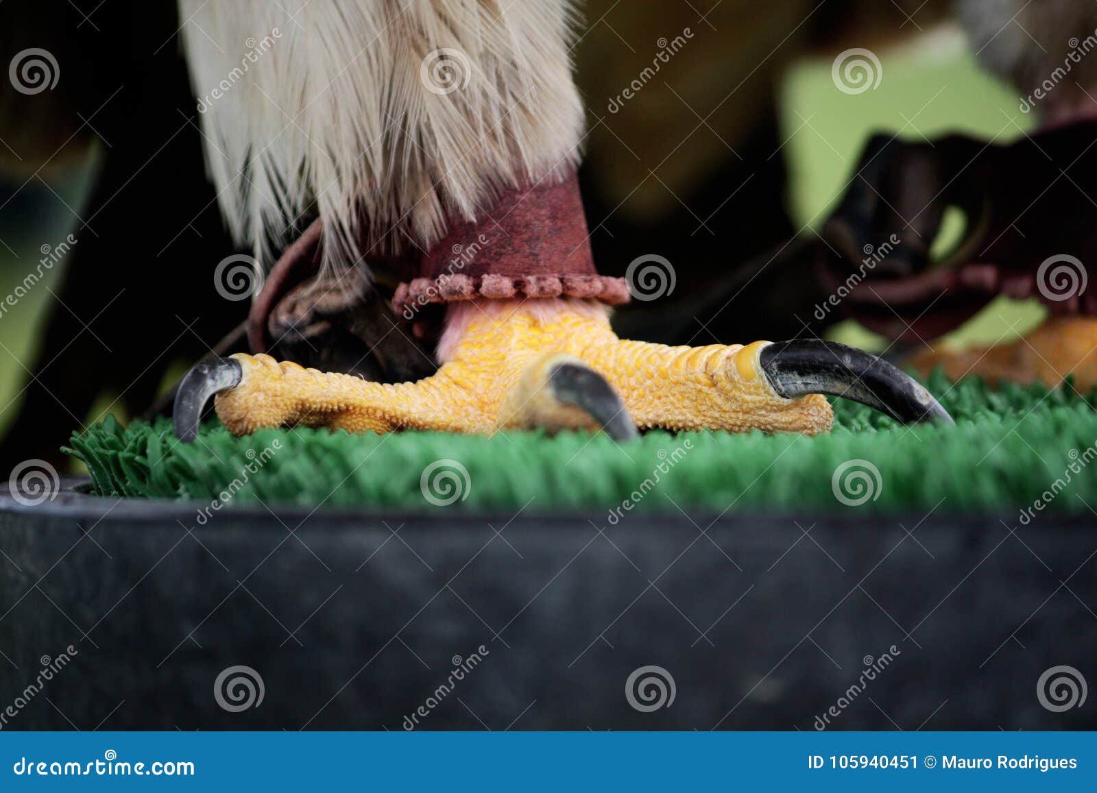 Eagle claws stock image. Image of claw, eagle, wild - 105940451