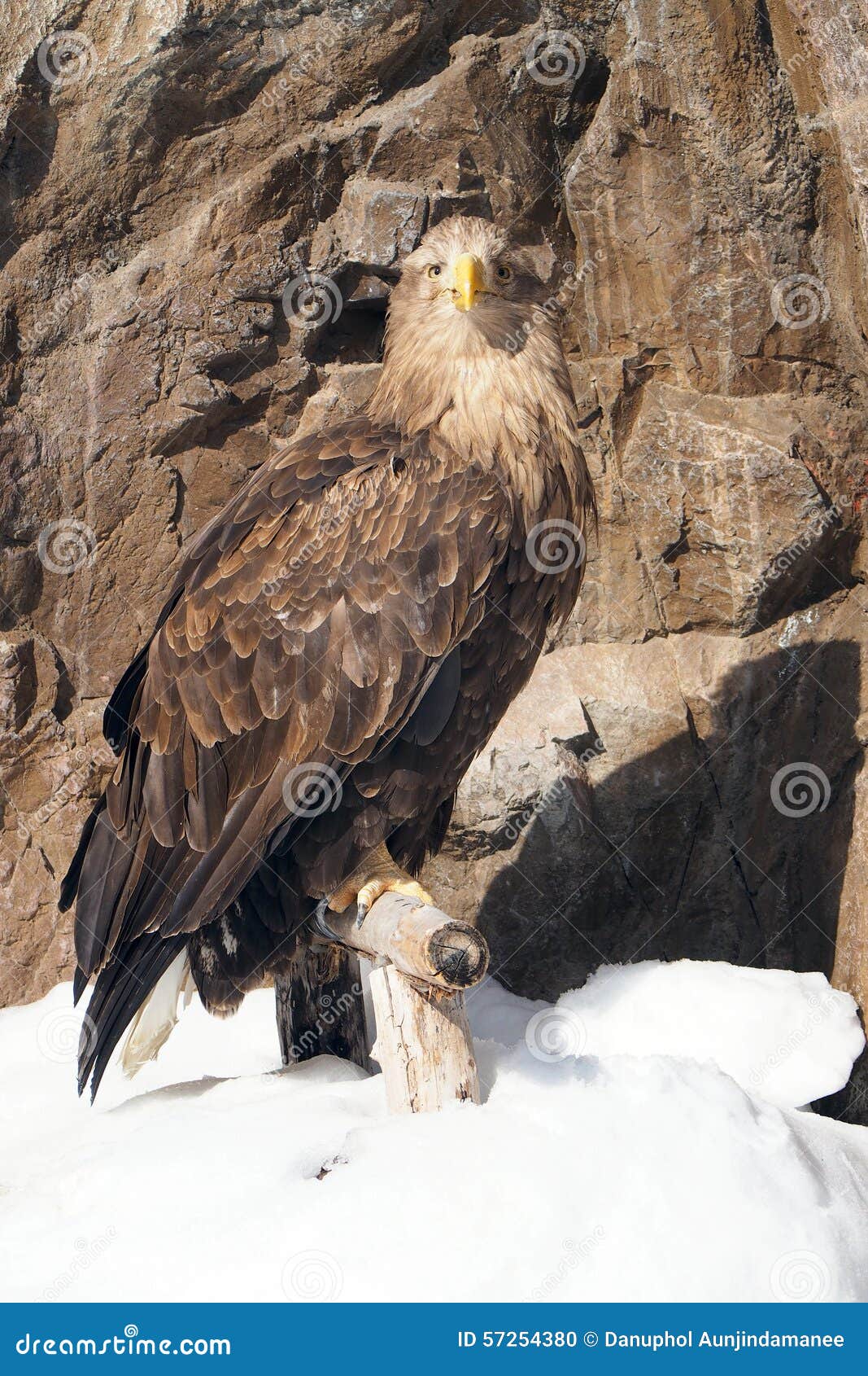 Eagle at the cliff stock photo. Image of stand, eagle - 57254380