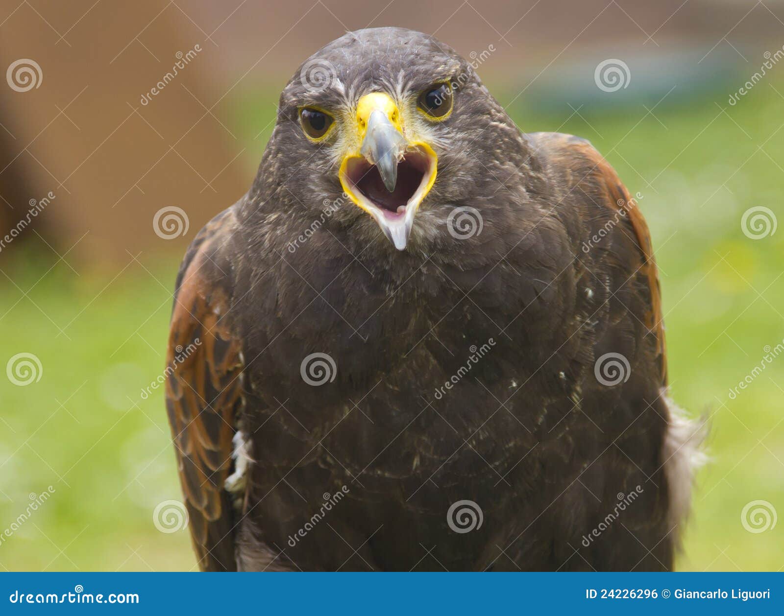 Eagle close-up stock photo. Image of animal, falconry - 24226296