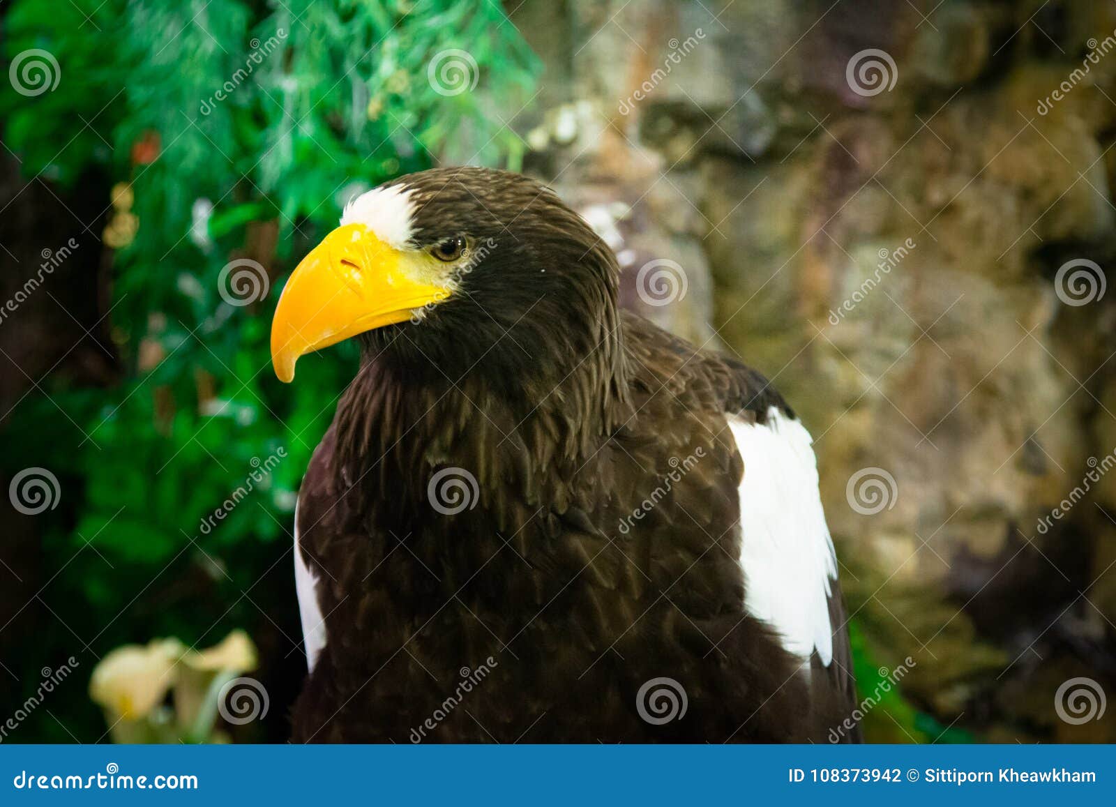 Eagle close up stock photo. Image of freedom, majestic - 108373942