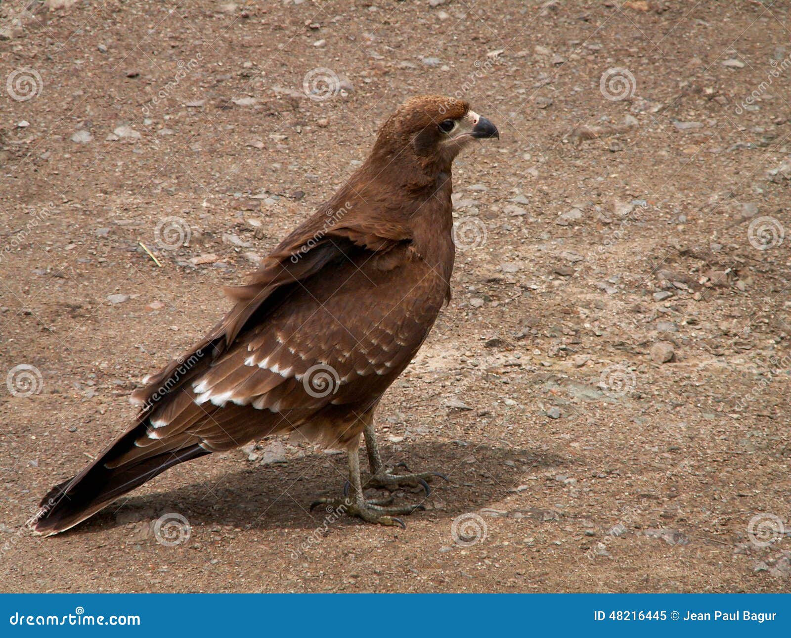 Eagle Close Up stock image. Image of peru, macro, inca - 48216445