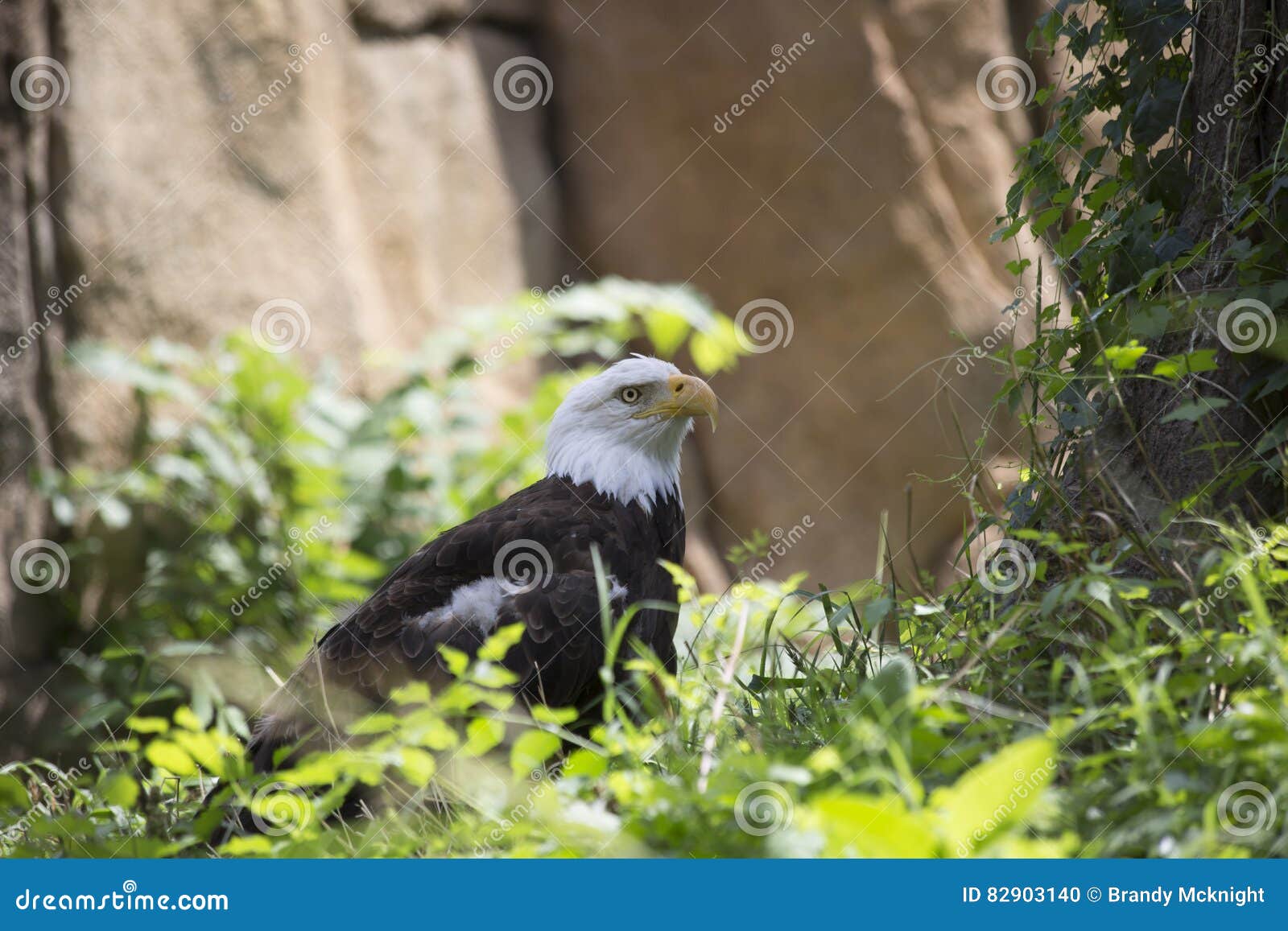 Eagle stock photo. Image of outdoors, mexico, bald, freedom - 82903140