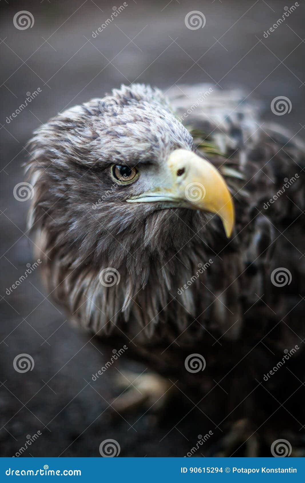 Eagle Close Up Portrait stock photo. Image of bird, predator - 90615294