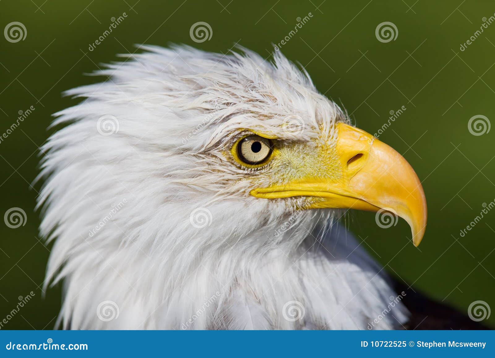 Eagle closeup stock image. Image of raptor, confident - 10722525