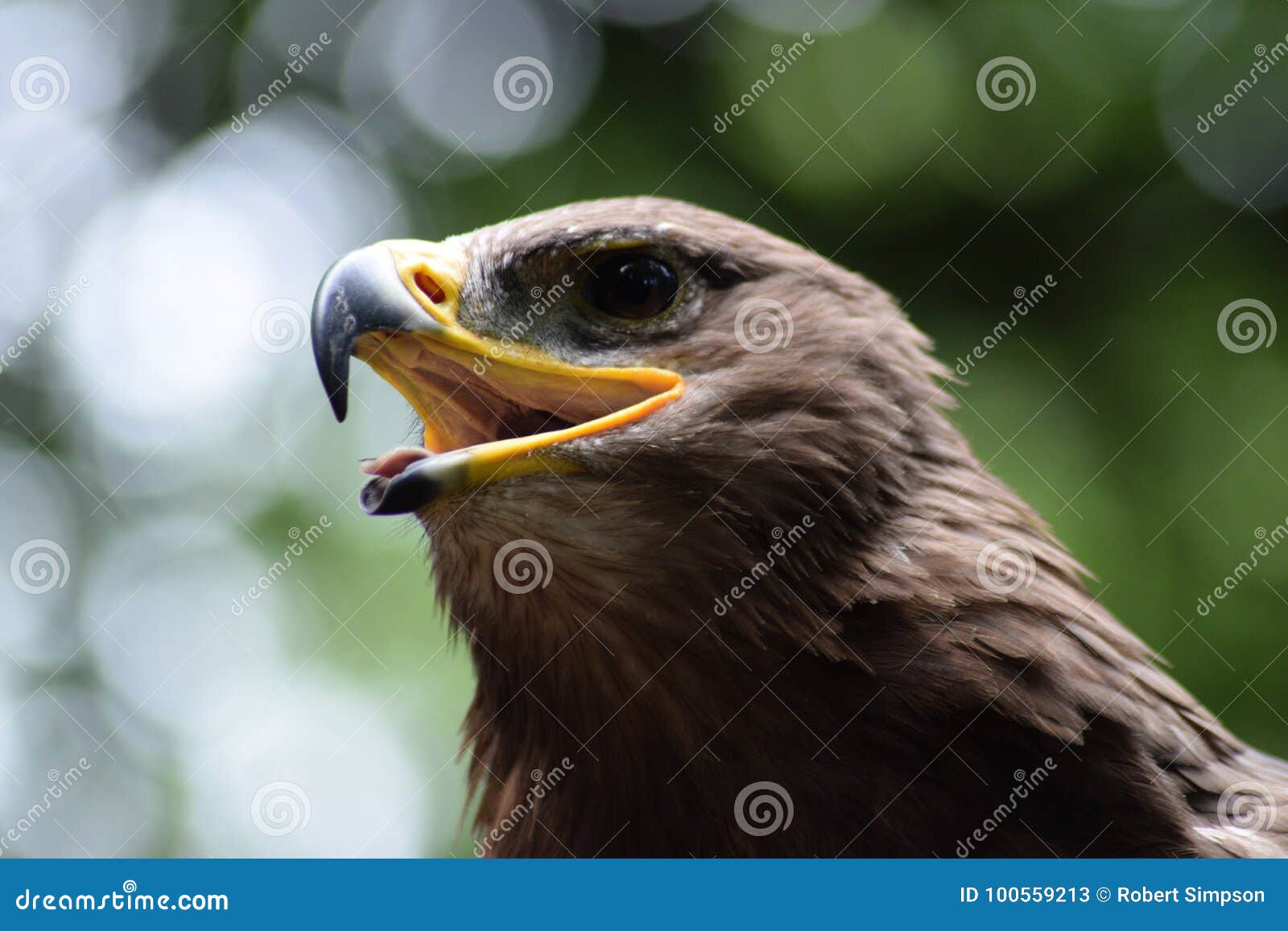 Eagle closeup stock image. Image of tongue, eagle, beak - 100559213