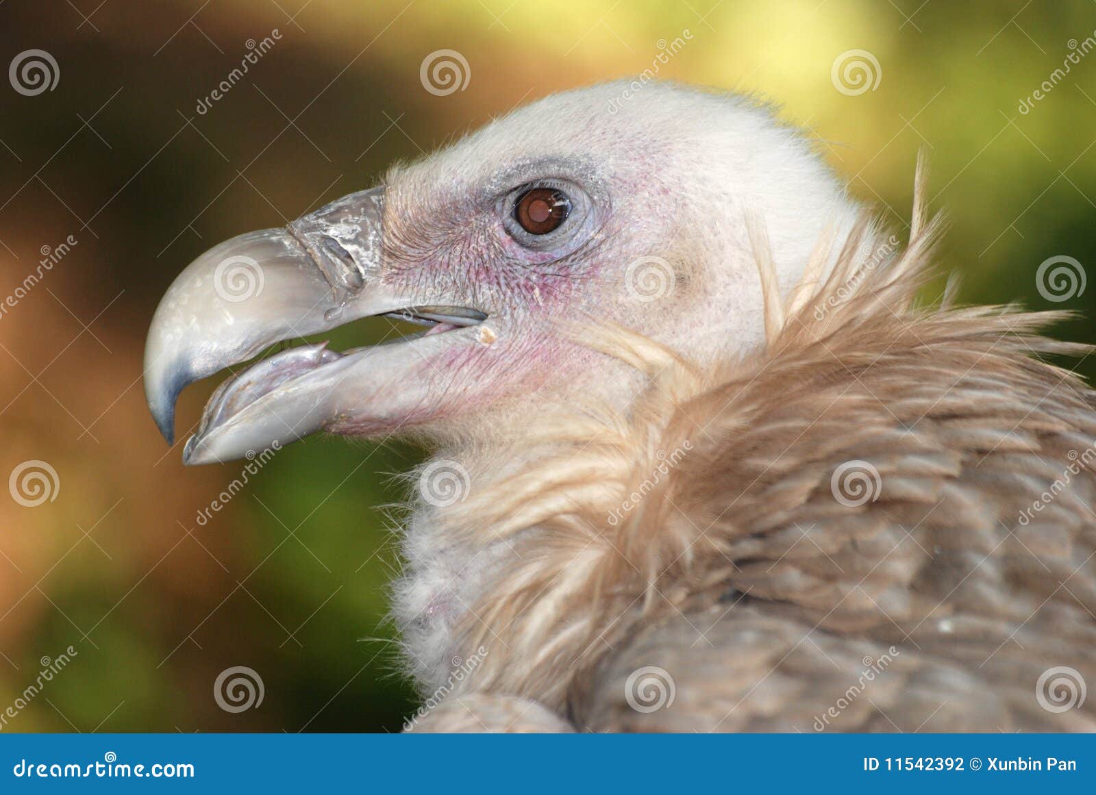 Eagle condor stock photo. Image of beak, condor, drop - 11542392