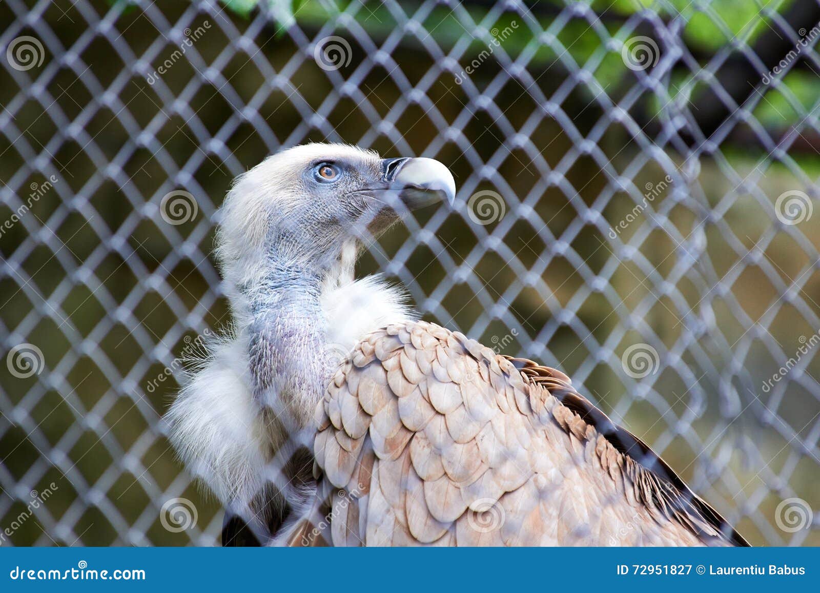 Eagle condor at the zoo stock image. Image of portrait - 72951827
