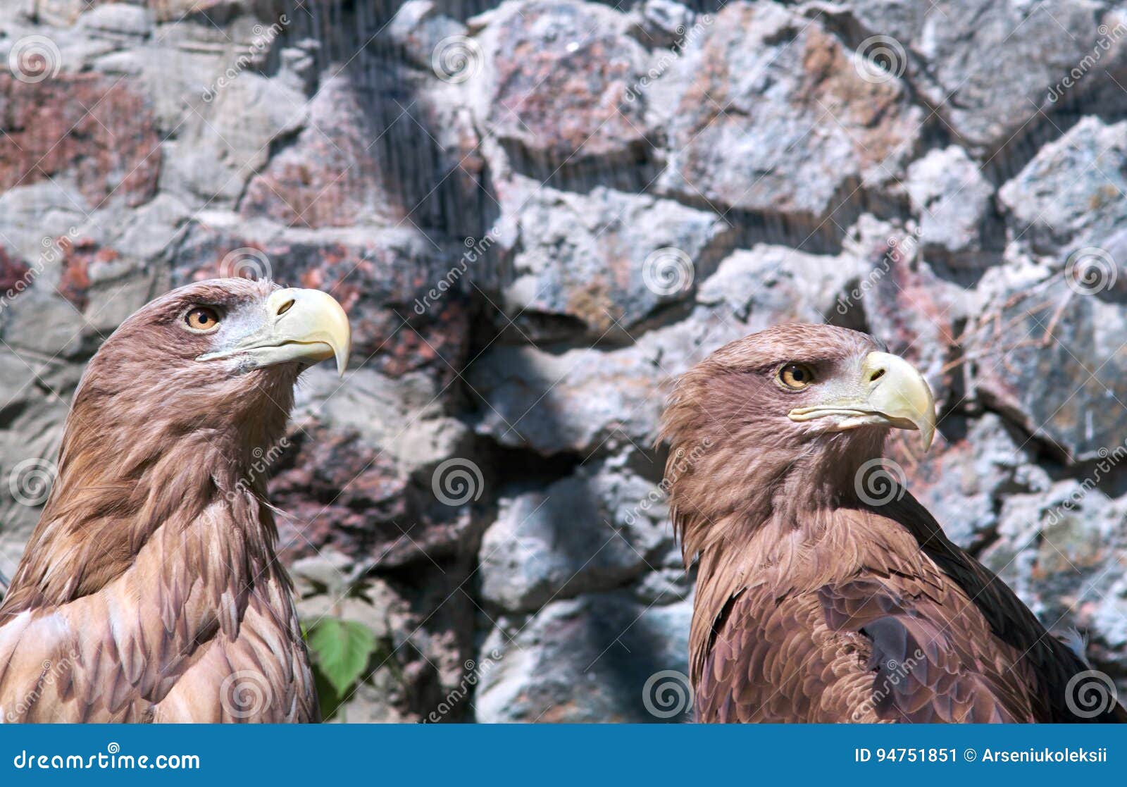 Eagle couple stock image. Image of hawk, bald, falcon - 94751851